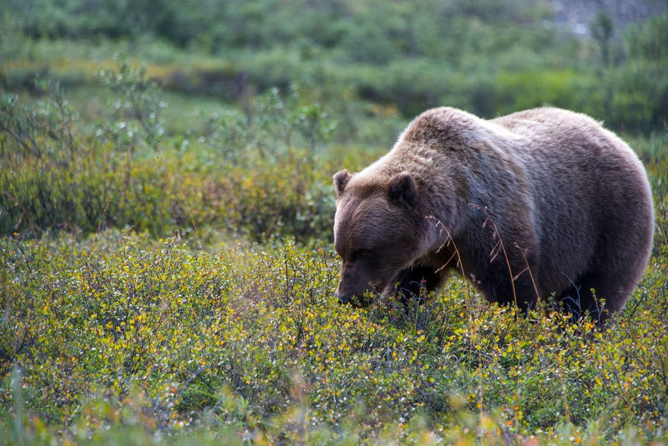 Bear Attack Statistics by Species: How to Stay Safe in Bear Country ...
